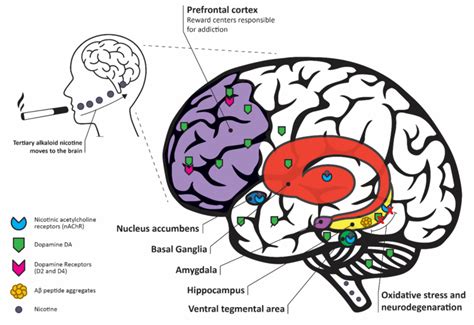 The Pathway Of Nicotine Dependence And Its Correlation To Download Scientific Diagram