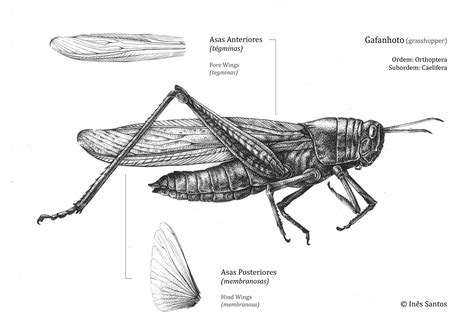 Grasshopper Scientific Illustration Sheet Behance