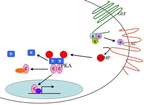 The Pka Pathway Download Scientific Diagram