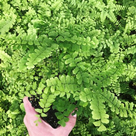 Maidenhair Fern Plant Care How To Plant Grow And Care For