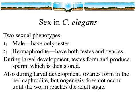 Ppt Sex Determination Powerpoint Presentation Free Download Id