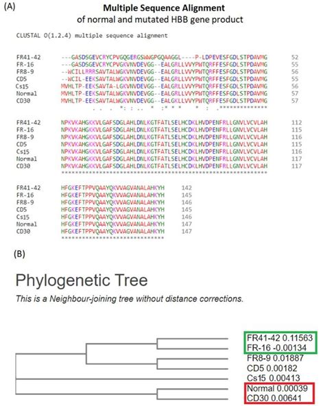 hbb homology and phylogenetic analysis a multiple sequence alignment
