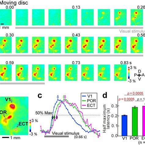 Retinotopic Maps A Cortical Images With Identified Visual Cortical