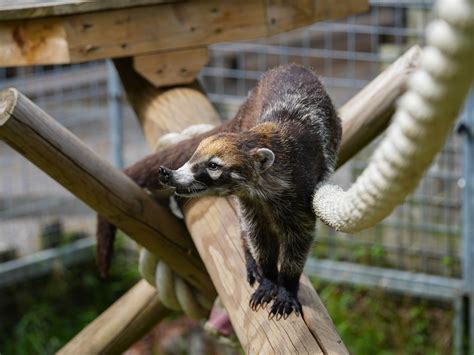 White Nosed Coati