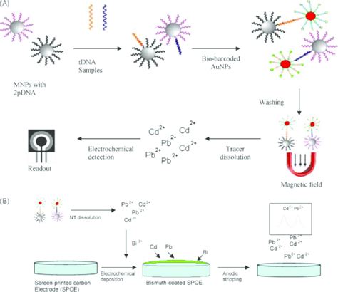 Schematic Display Of A Bio Barcode Assay For The Detection Of Download Scientific Diagram