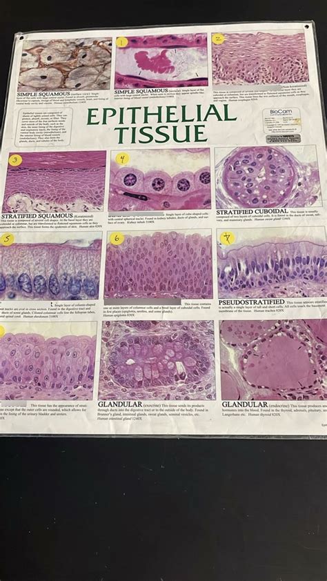 Epithelial Tissue Lab Diagram Quizlet