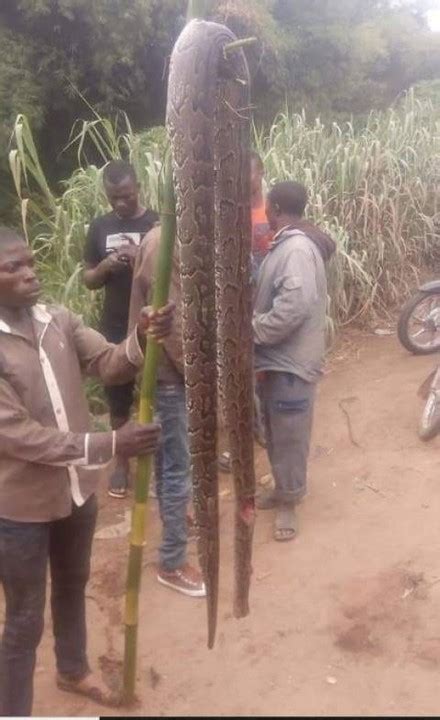 So Scary Huge Python Killed In Ogun State Photos Nairaland