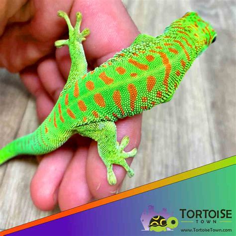 Giant Day Gecko