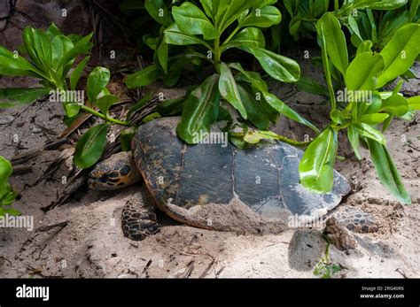 A Sea Turtle Laying Eggs In Its Nest On A Beach Grand Anse Beach