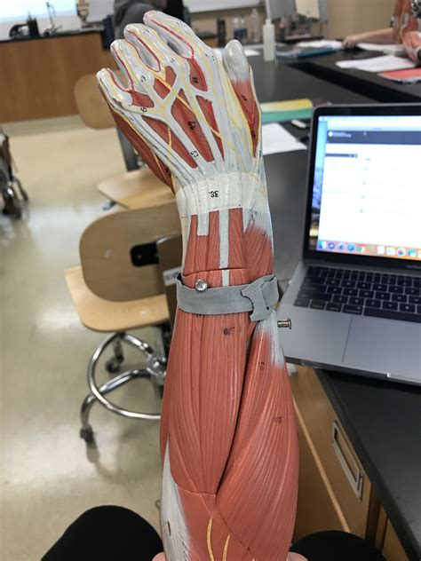 Extensor Side Of Forearm Diagram Quizlet