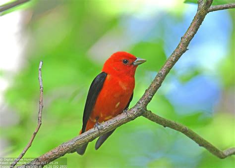 Hunting Digital Plumes In The Us And Beyond Peerless Lapeer Scarlet