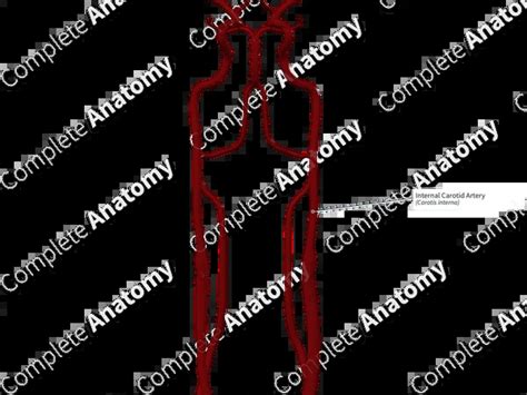Internal Carotid Artery Complete Anatomy