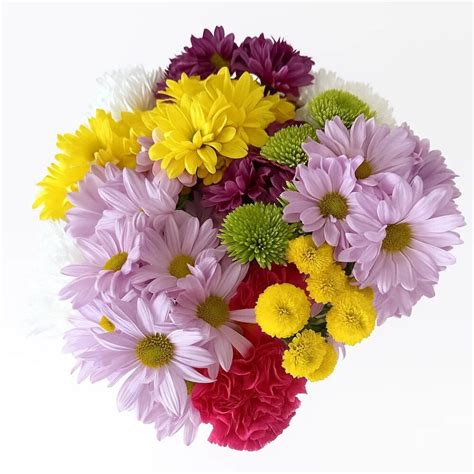 Poms Daisy Cushion Button Amazon Flowers Proms And Weddings