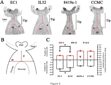 Figure 1 From Diversity Of Cucumber Fruit Tip Is Attributed To The Epistatic Qtl Pairs Ft4 1 And