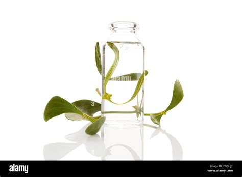 Une Bouteille De Médecine De Fines Herbes Avec Du Gui Extraction à Froid Booster Limmunité