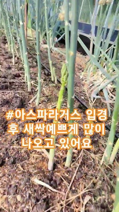 아스파라거스 입경후 새싹예쁘게 나오고 있어요 Youtube