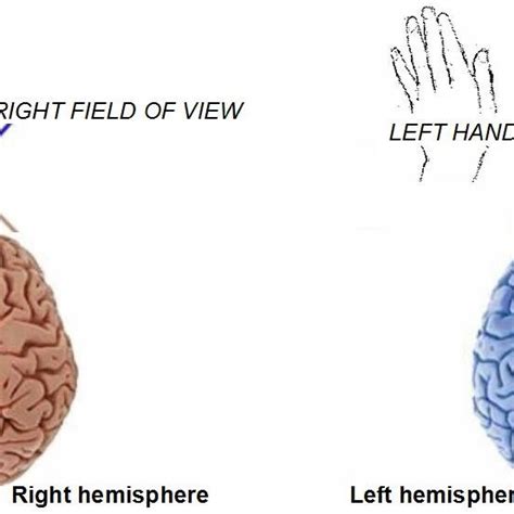 Inversion Perception By The Hemispheres Of The Environment Spatial Download Scientific Diagram