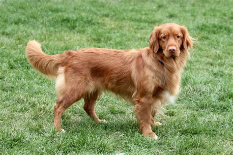 Nova Scotia Duck Tolling Retriever › Hunde Infode