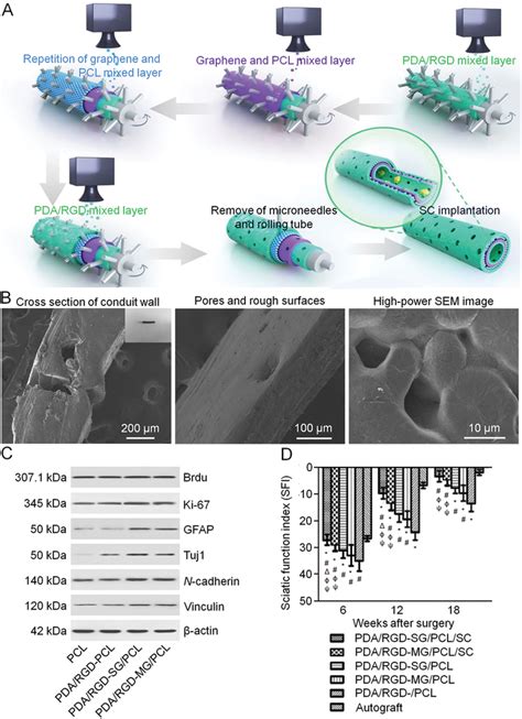 schematic diagram of fabrication sem images in vivo neural