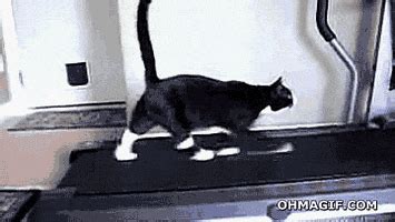 Cats Walking S Find And Share On Giphy