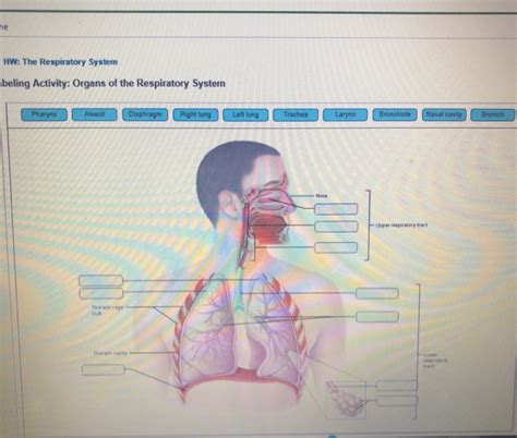 Solved he HW: The Respiratory System beling Activity: Organs | Chegg.com