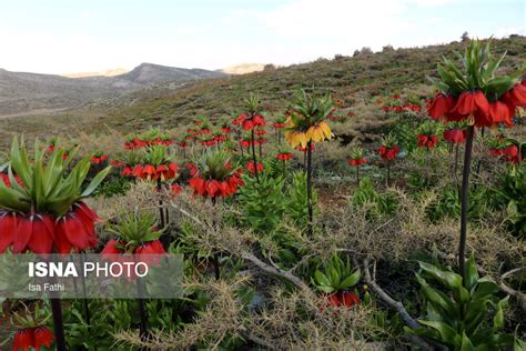 ایسنا دشت لاله‌های واژگون یاسوج
