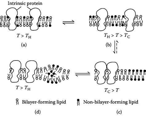 Phase Diagram Lipid Membrane Figure From Phase Diagrams Of