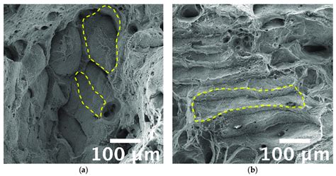 FEG SEM High Magnification Fractographic Analyses Detail Of Successive Download Scientific