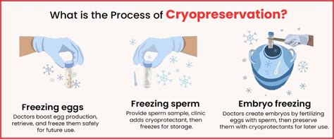 Cryopreservation Freezing Of Eggs Embryos And Sperms