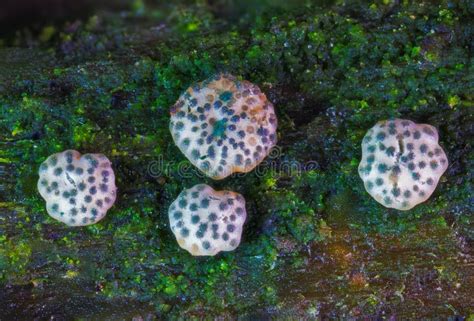 Trichoderma Gelatinosum Is A Species Of Fungus Belonging To The