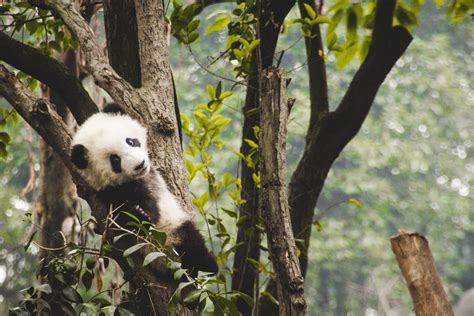 Introduction To Pandas Ml Pills