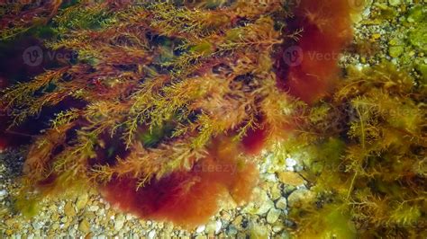 Brown Algae Macrophytes Cystoseira Barbata And Other Green And Red