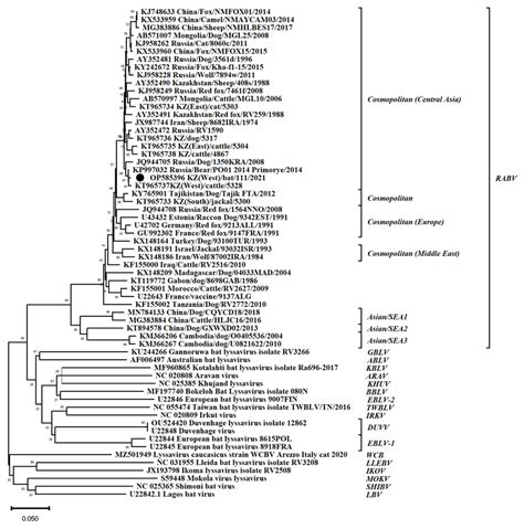 Phylogenetic Analysis Of Nucleotide Sequences Of The Nucleoprotein Gene Download Scientific