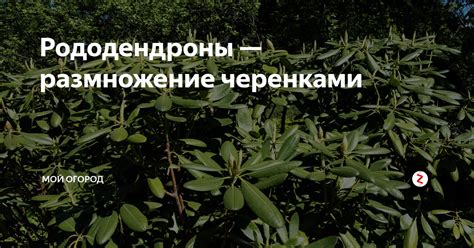 Рододендроны — размножение черенками | Мой огород | Дзен