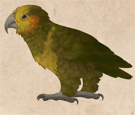 Nelepsittacus Scratchpad Video Wiki Fandom