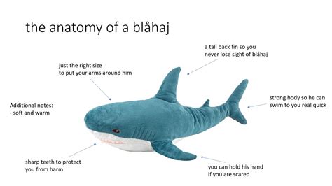 The Anatomy of a Blåhaj : r/BLAHAJ