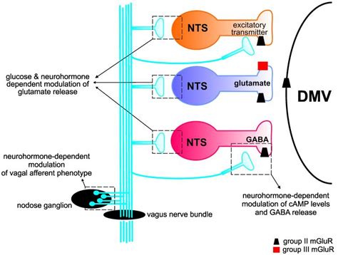 Plasticity Of Vagal Brainstem Circuits In The Control Of Gastric Function Abstract Europe Pmc