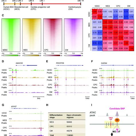 Identification Of Candidate Cis Regulatory Snps Based On In Vitro