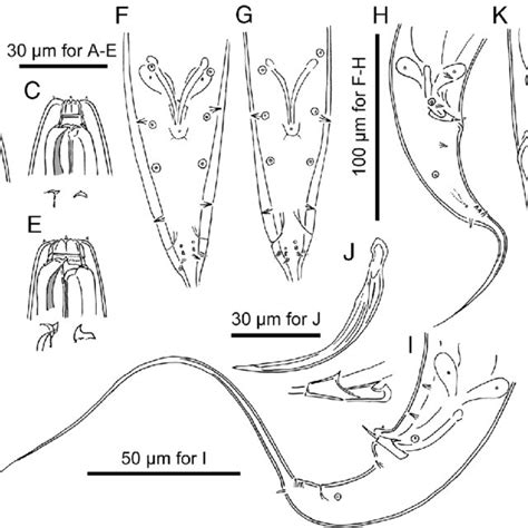 Adults Of Pristionchus Neolucani Sp N A Surface Of Male Lip Region