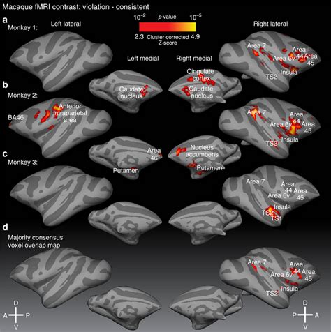 Macaque Brain Regions Sensitive To Sequence Ordering Violations