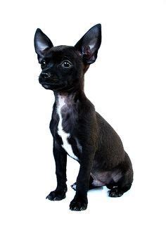 Black Chihuahua Mix Breeds