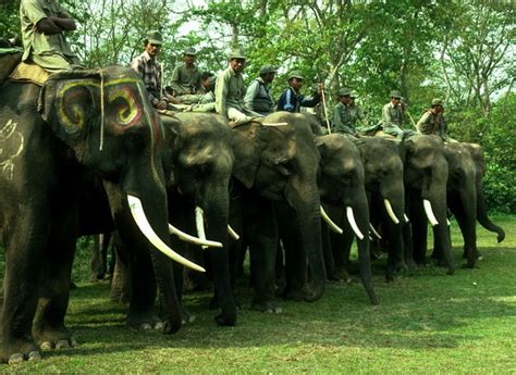 Adw Proboscidea Information