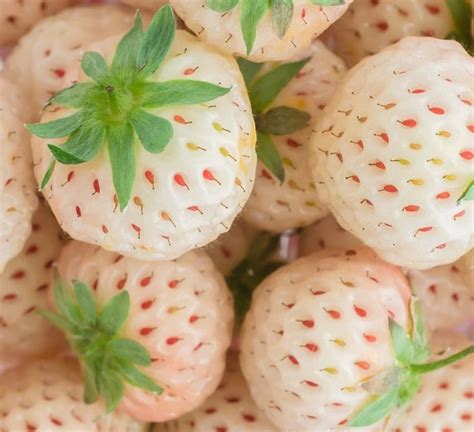 하얀딸기 파인베리 모종 헬로마켓