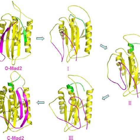 The Three Dimensional Structures Of The Conformational Transition