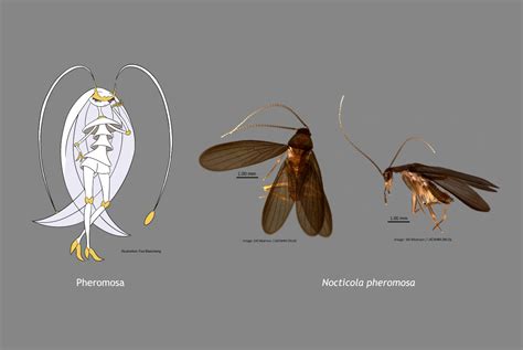 Meet Pheromosa The New Cockroach Species Named After A Rare Pokemon