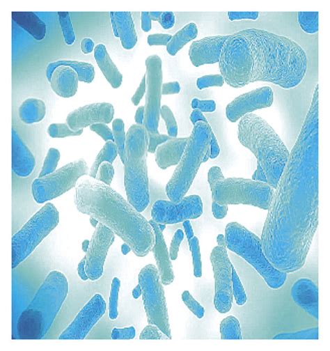 Comparison Of Microbial Images Before And After Denoising A