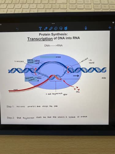 Unit Inheritance Of Traits Flashcards Quizlet