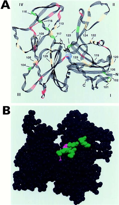 Location Of Mutations On The Actin Atomic Model A Ribbon Diagram Of