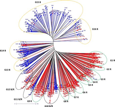 Nineteen Marker Based Groups In The Clustering Pattern Of B And Download Scientific