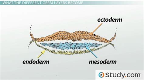 Gastrulation Process